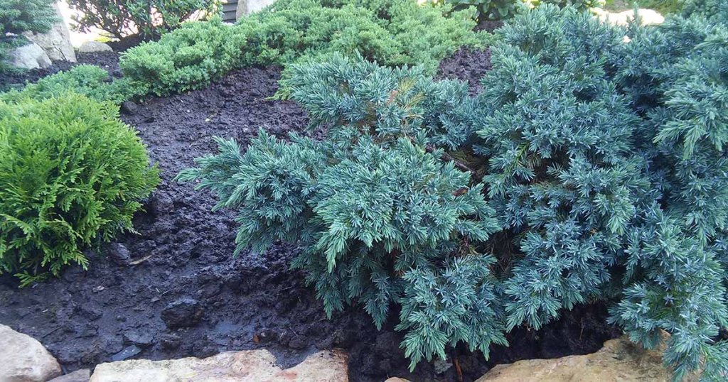 25 Gorgeous Red Bushes For Front of House - EatHappyProject