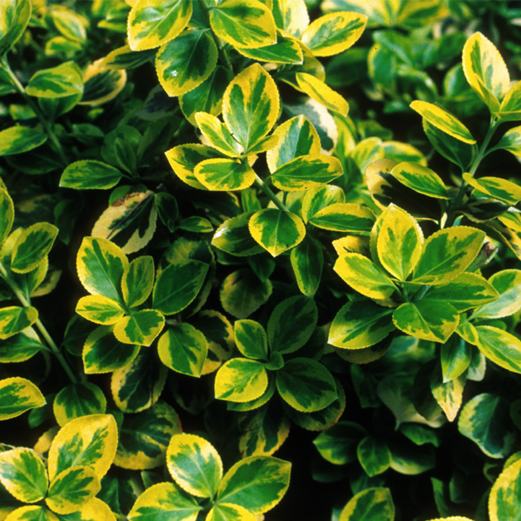 25 Gorgeous Red Bushes For Front of House - EatHappyProject