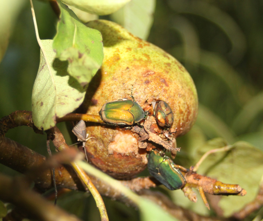 Green June Beetles: Everything You Need to Know - EatHappyProject