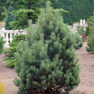 Types of Pine Trees with identification Guide, Chart and Pictures ...