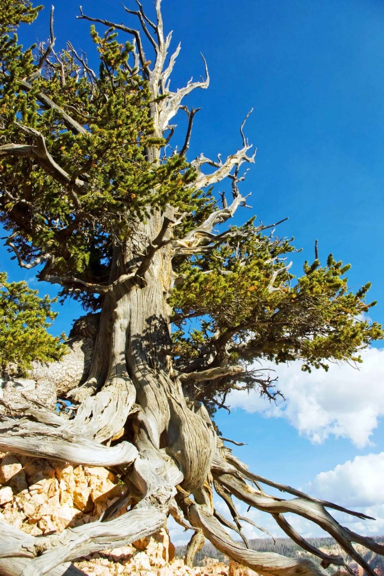 Types of Pine Trees with identification Guide, Chart and Pictures ...