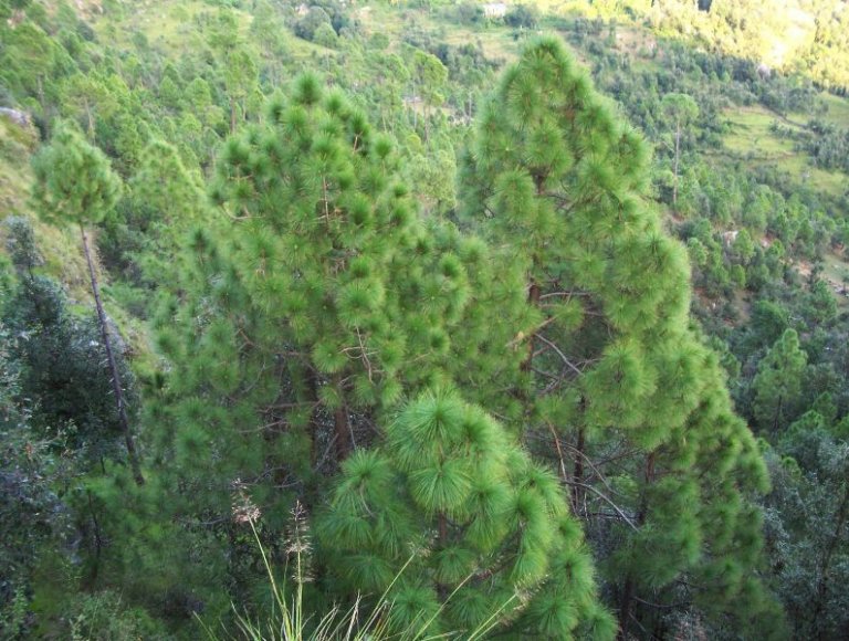 Types of Pine Trees with identification Guide, Chart and Pictures ...