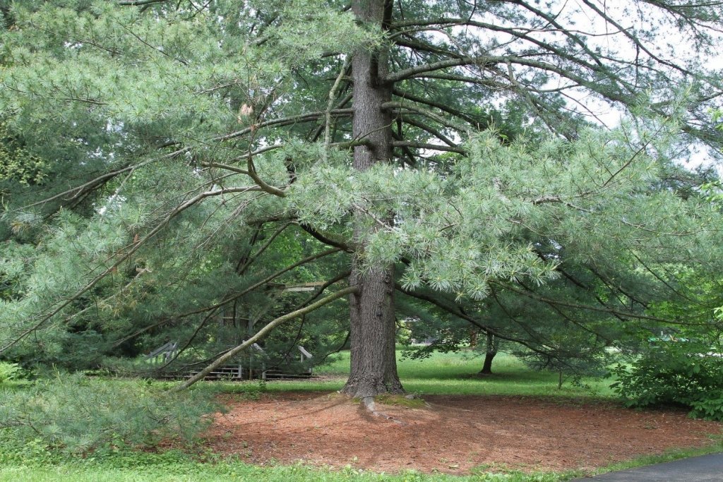 Types of Pine Trees with identification Guide, Chart and Pictures ...