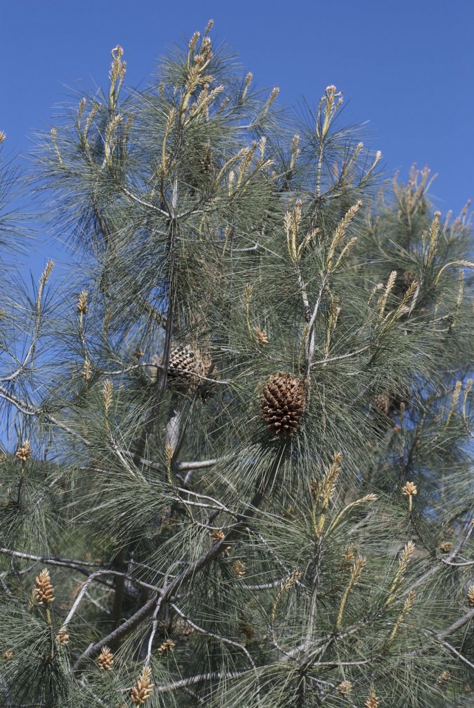 Types of Pine Trees with identification Guide, Chart and Pictures ...