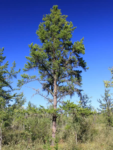 Types of Pine Trees with identification Guide, Chart and Pictures ...