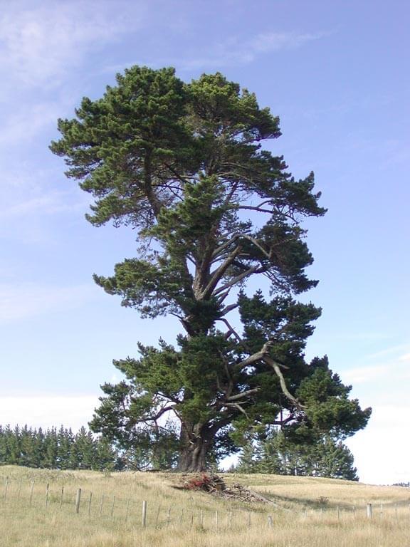 Types of Pine Trees with identification Guide, Chart and Pictures ...