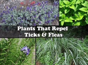 15 Plants That Repel Fleas and How to Use Them (Safe for Pets) - EatHappyProject