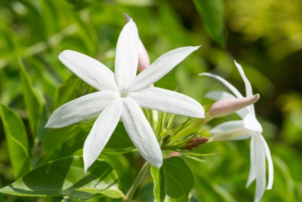 Types of Jasmine Flowers: Amazing Variety of Jasmine Plants ...
