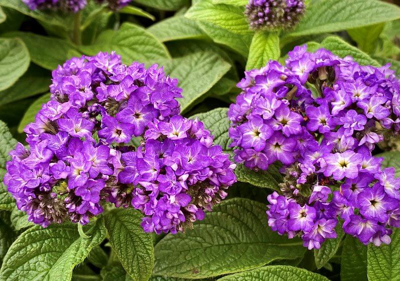 What Are the Most Fragrant Flowers? - EatHappyProject