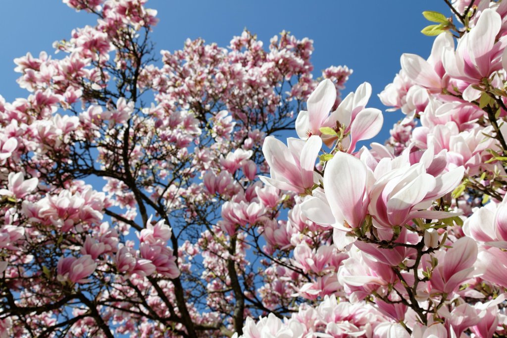 What Are the Most Fragrant Flowers? - EatHappyProject