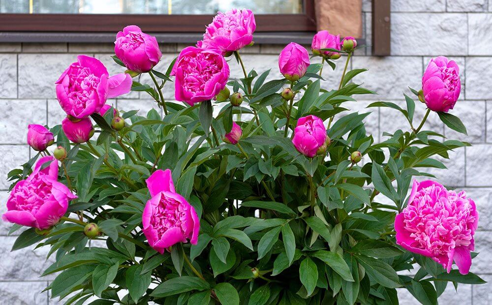 What Are the Most Fragrant Flowers? - EatHappyProject