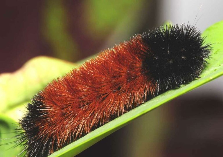 When Do Woolly Bear Caterpillars Cocoon - EatHappyProject